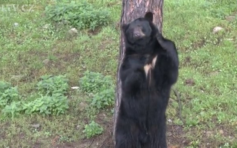 Medvěd černý baribal tančí | OLTV.cz - Olomoucká televize